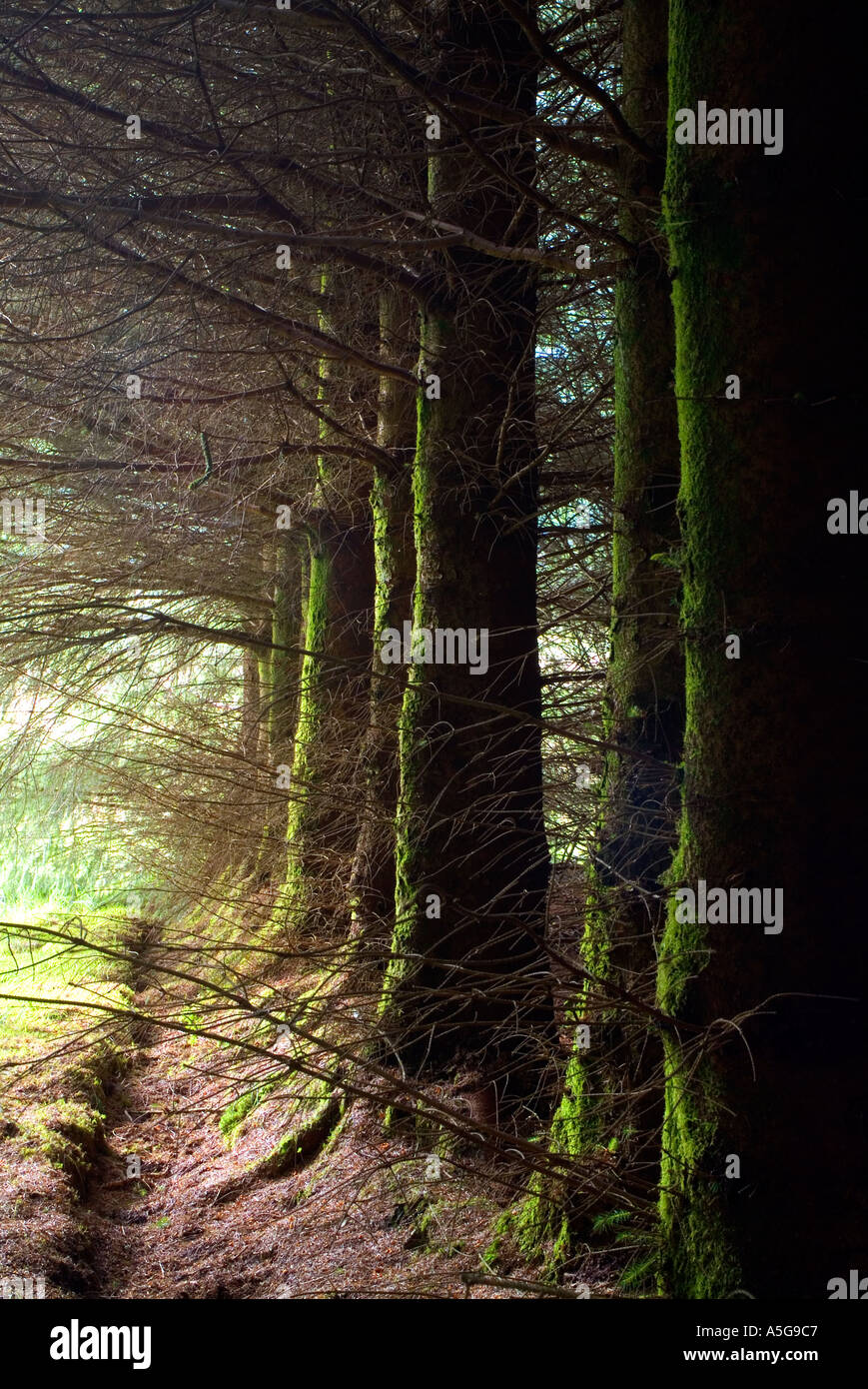Parellel tree trunks hi-res stock photography and images - Alamy