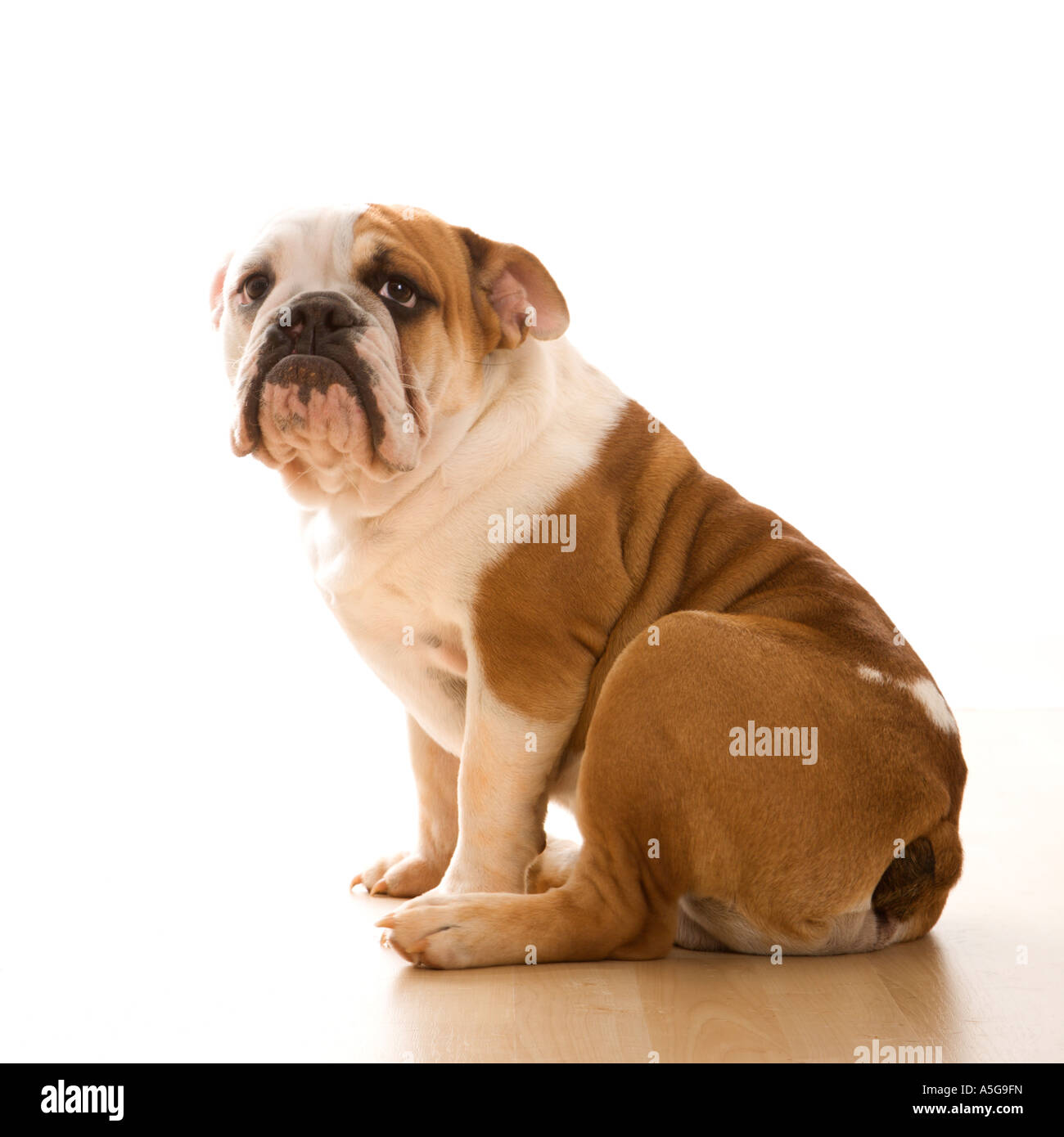 English Bulldog sitting on floor looking at viewer Stock Photo - Alamy