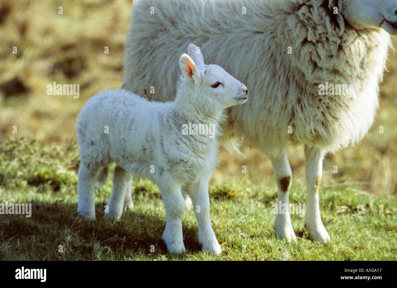 Lamb with mother Stock Photo - Alamy