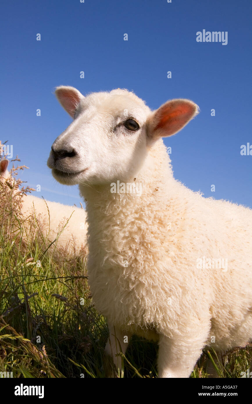 Springlamb hi-res stock photography and images - Alamy