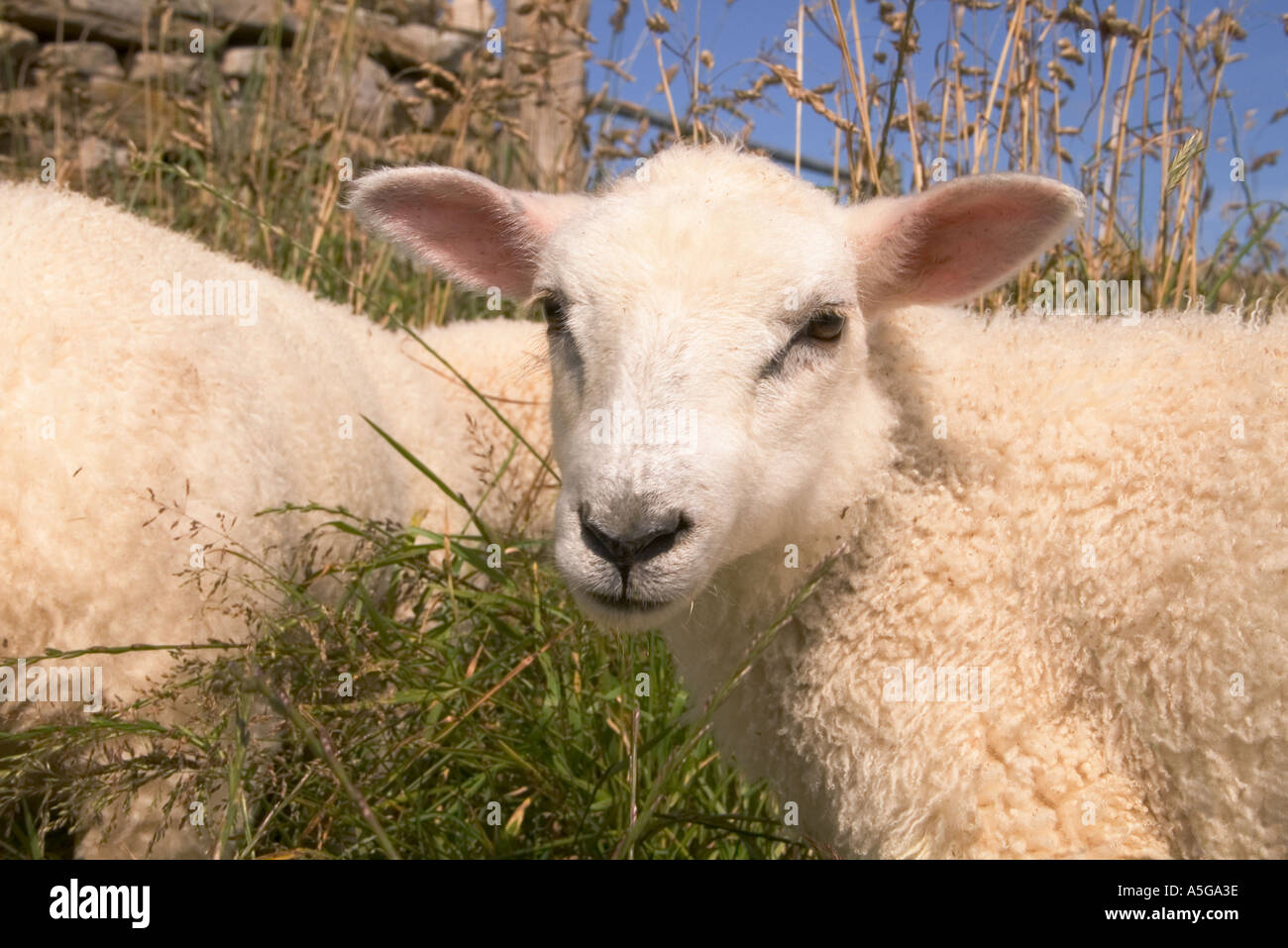 Springlamb hi-res stock photography and images - Alamy