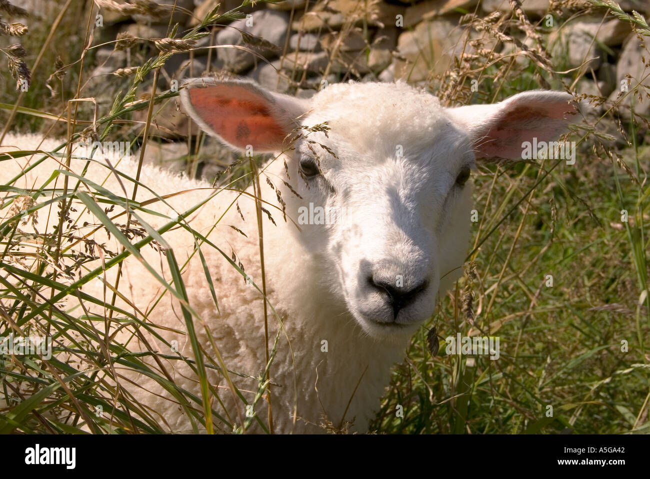 dh Sheep lamb ANIMALS FARMING One Spring lamb close up face only Stock ...