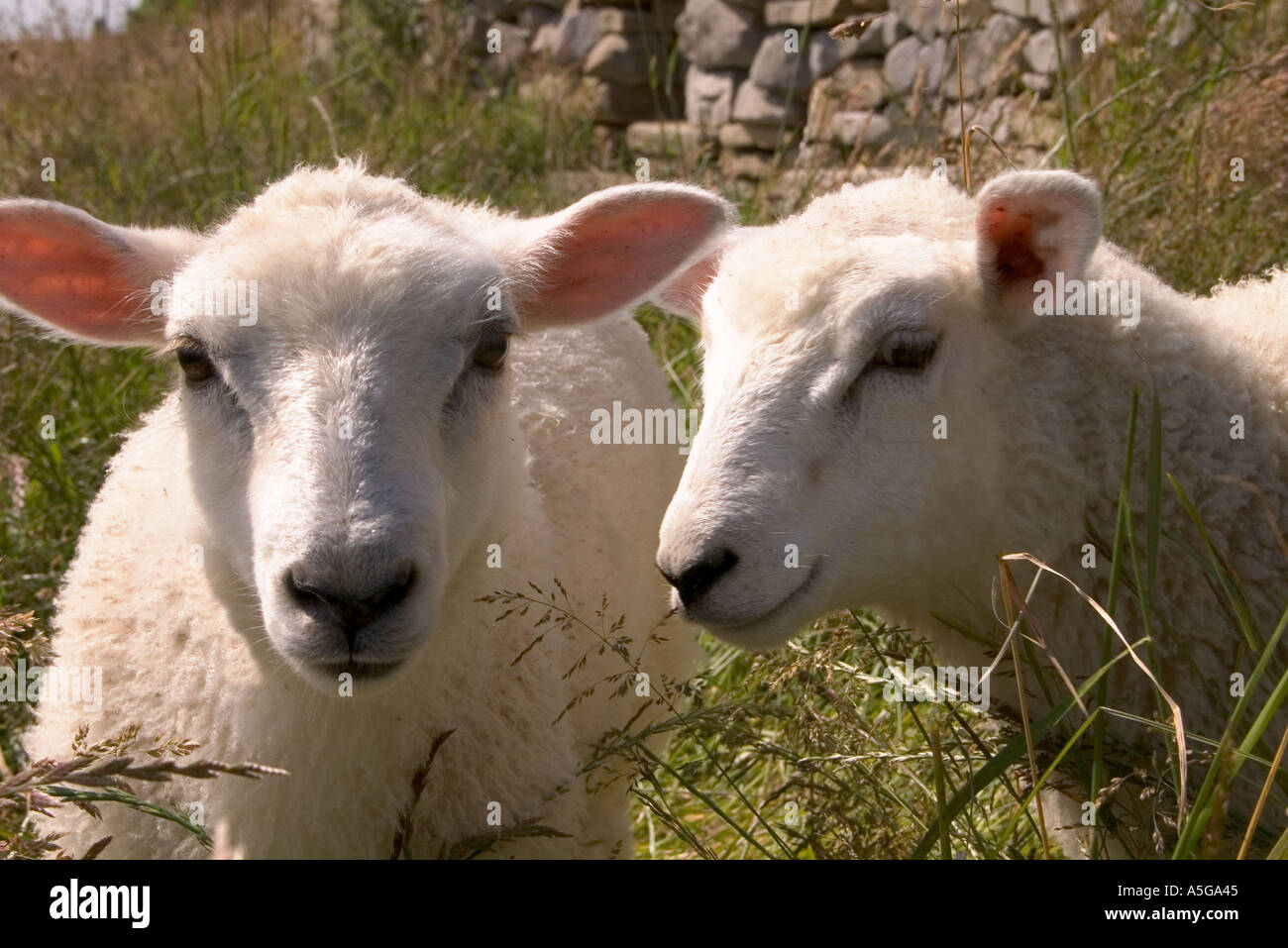 dh Sheep lamb ANIMALS UK Crossbred Spring lambs two faces young pair ...