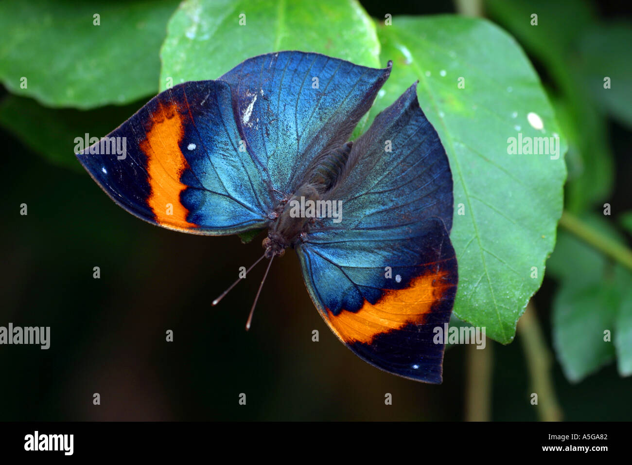 Indian Leaf Butterfly Stock Photo - Alamy