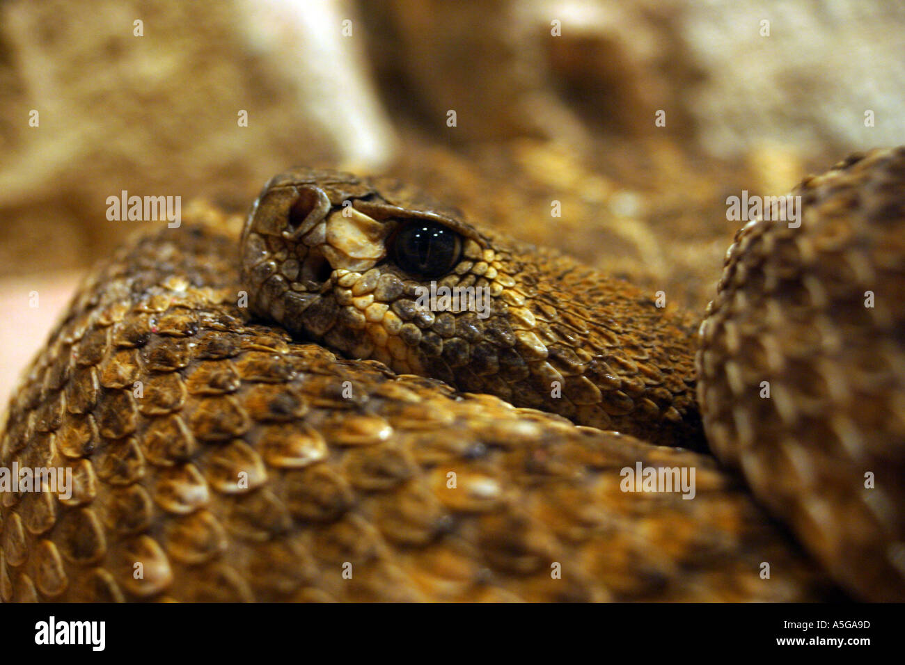 Western Diamond Back Rattlesnake Stock Photo - Alamy