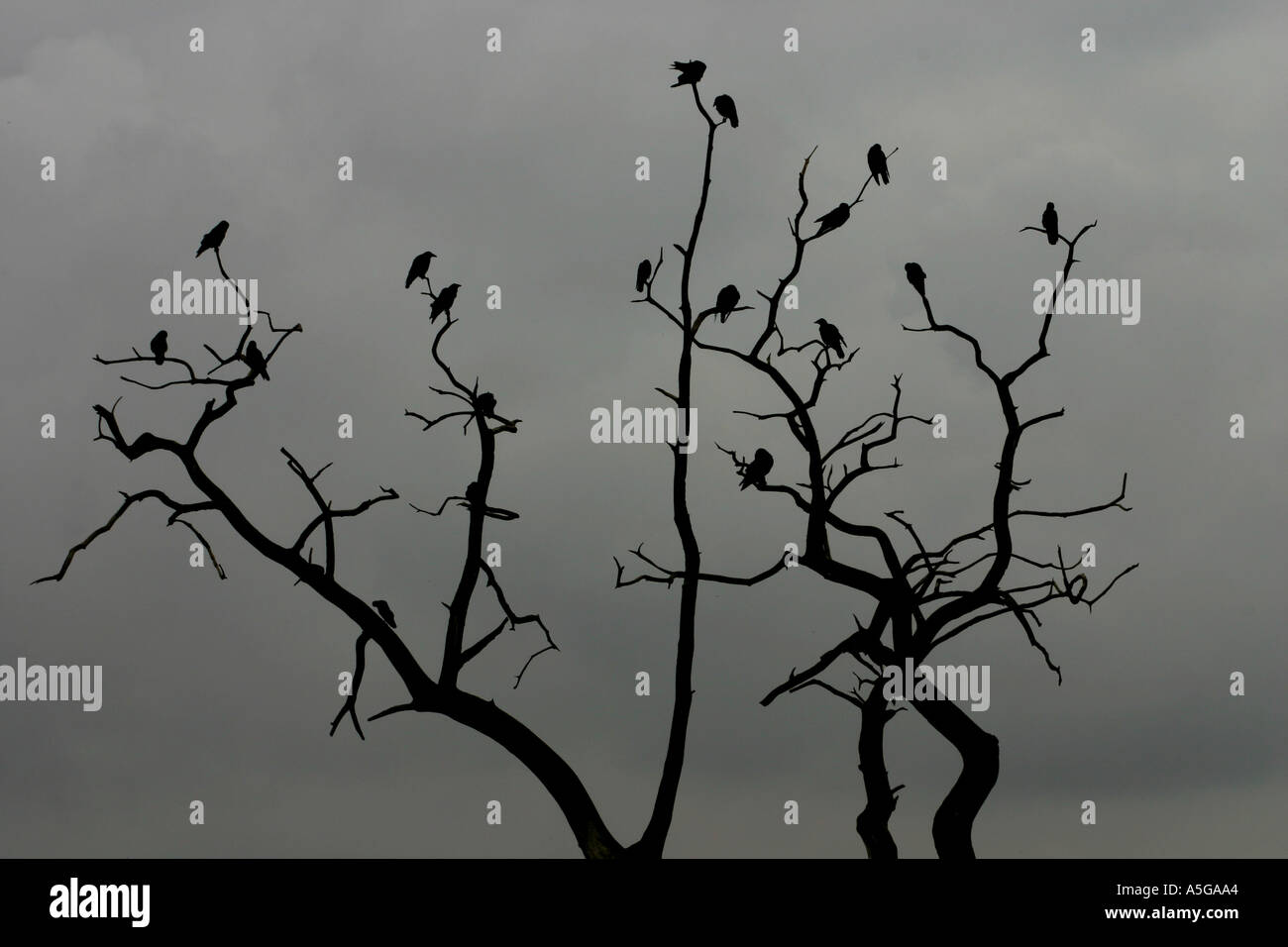 Murder Of Crows High Resolution Stock Photography and Images - Alamy
