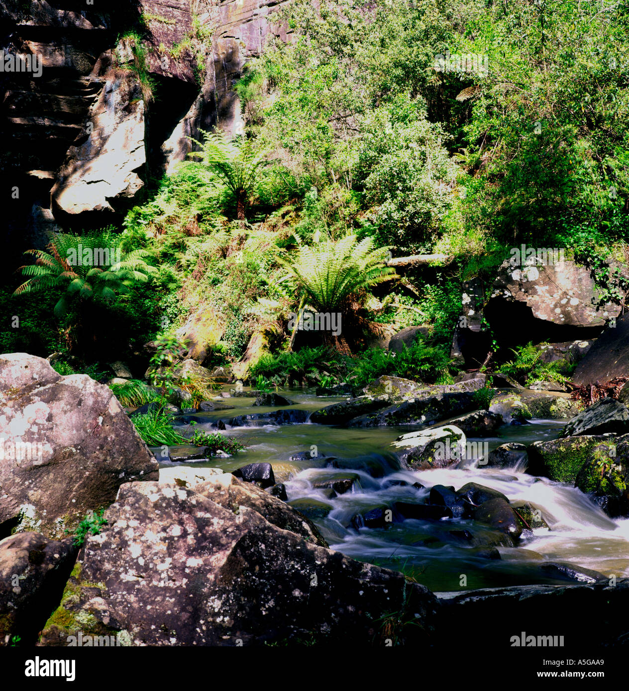 Fast flowing river passing temperate deciduous coastal rainforest near ...
