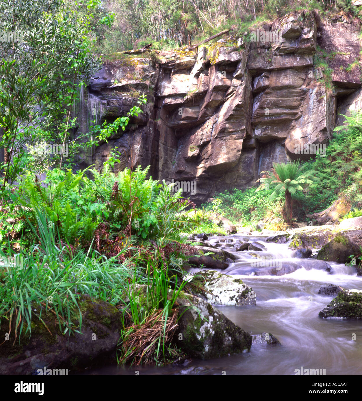 Fast flowing river passing temperate deciduous coastal rainforest Stock ...