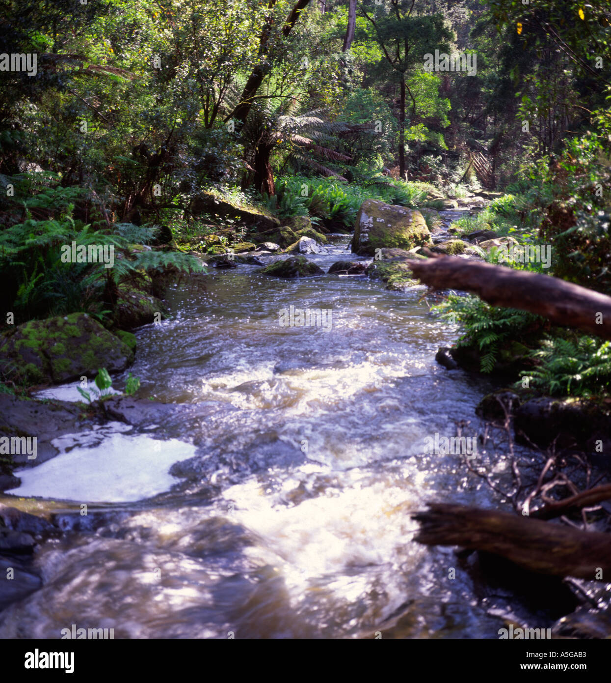 Fast flowing river passing temperate deciduous coastal rainforest near ...
