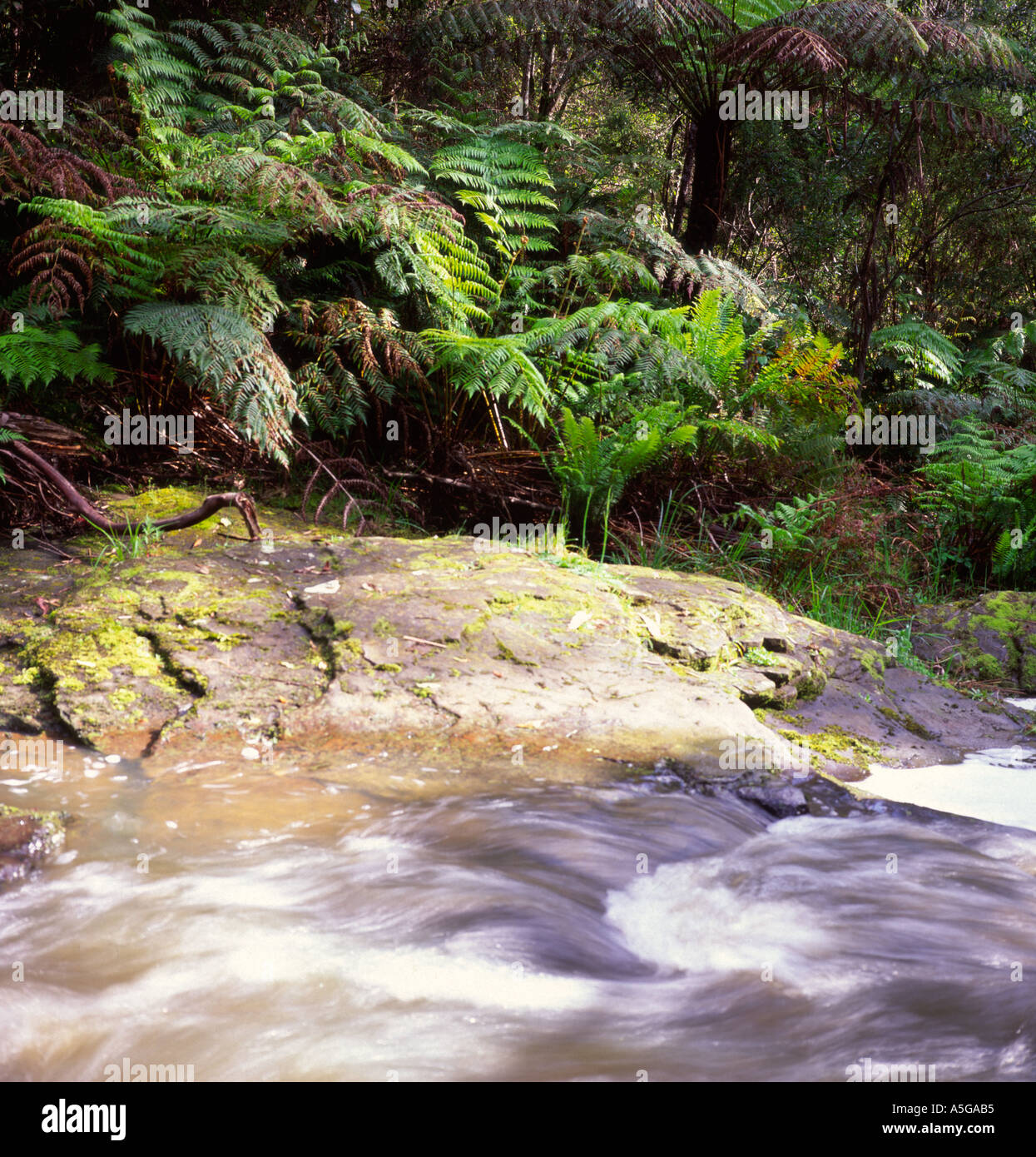 Fast flowing river passing temperate deciduous coastal rainforest near ...