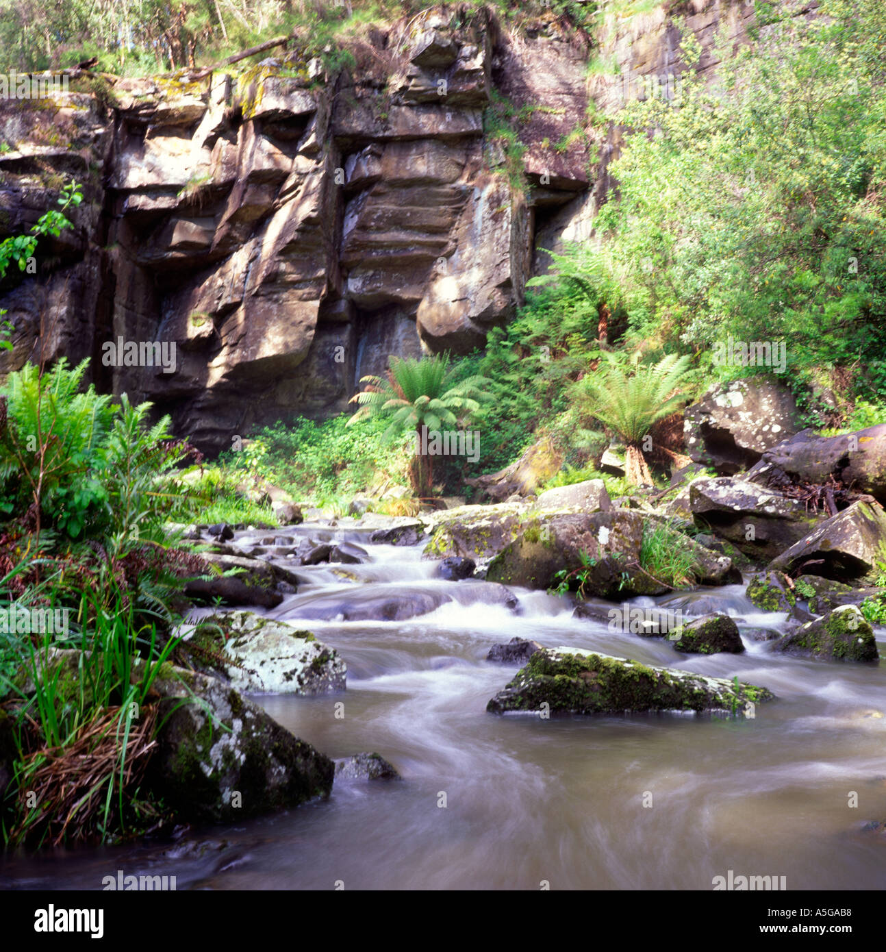 Fast flowing river passing temperate deciduous coastal rainforest near ...