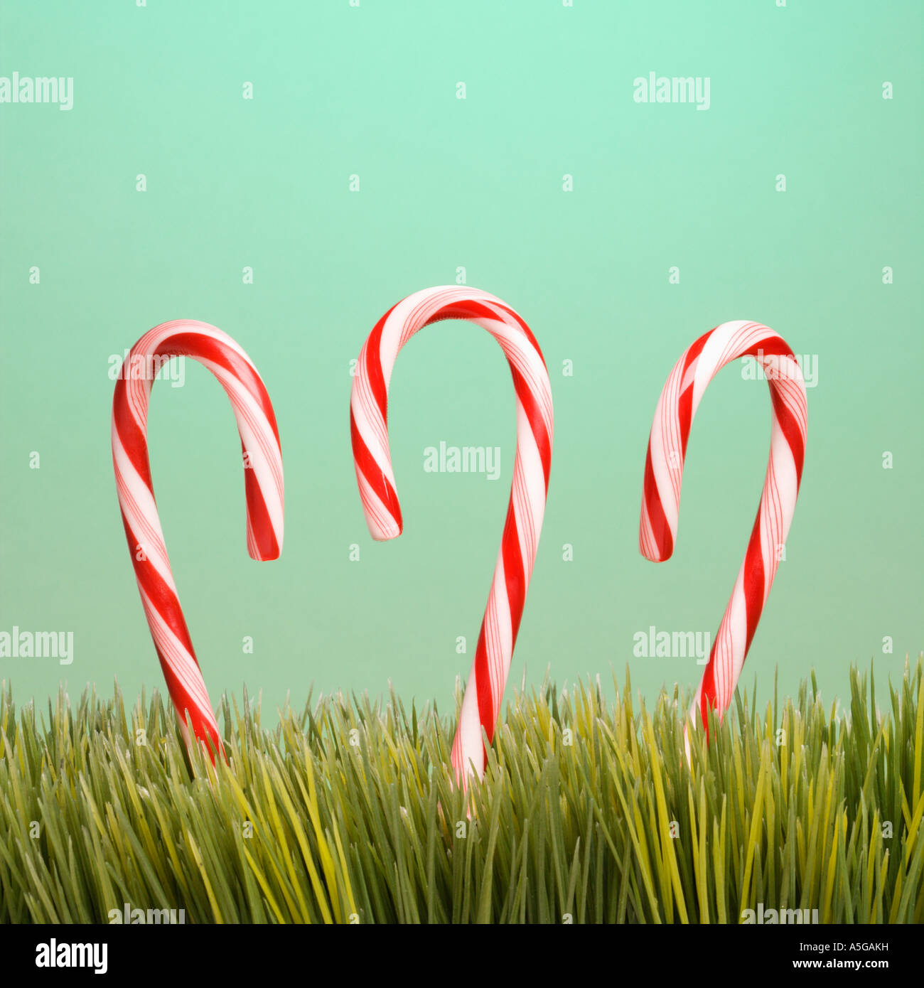 Upright canes hi-res stock photography and images - Alamy