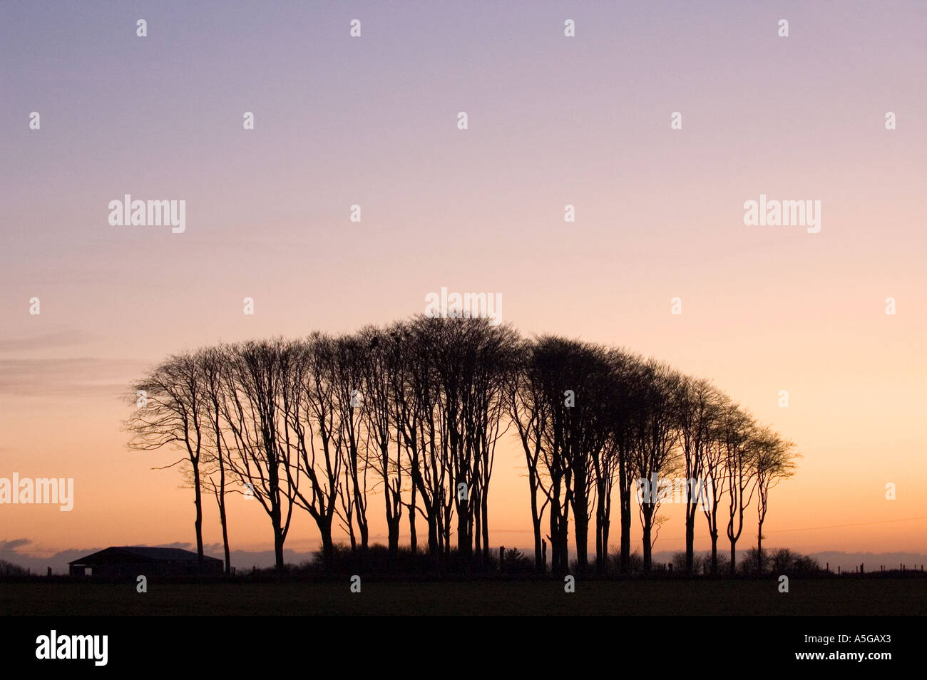 Trees in the countryside on the Gower peninsular near Swansea, South ...