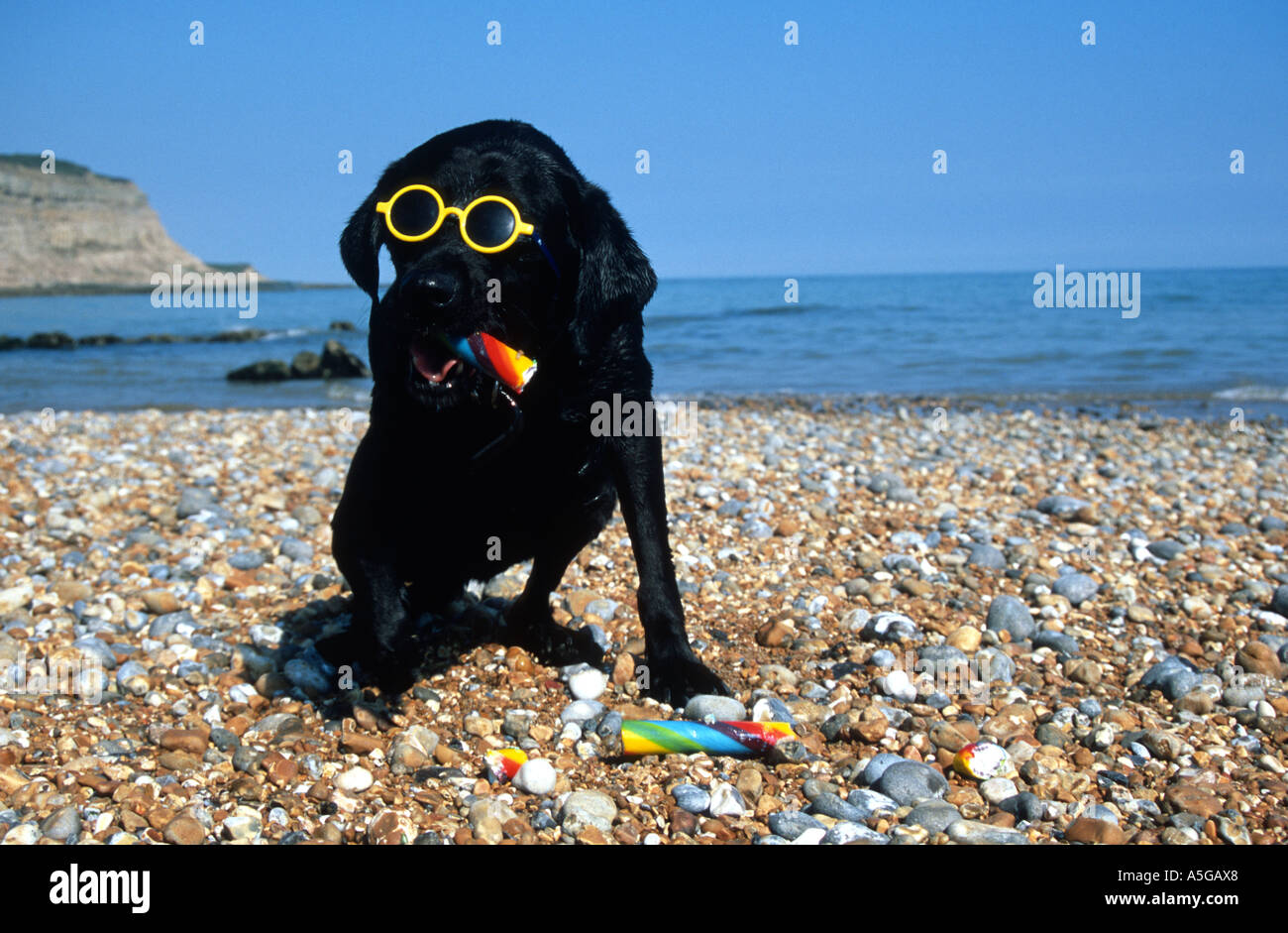 Black labrador wearing sunglasses eating stick of rock pebble beach ...