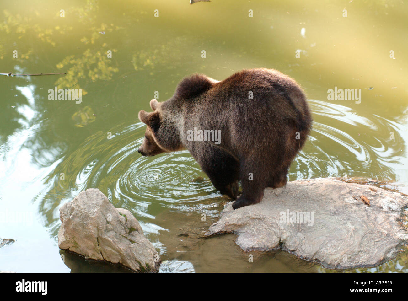 Bear drinking in pond hi-res stock photography and images - Alamy