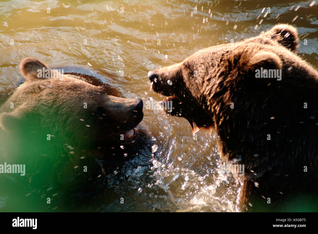 Two young 1 1 2 years old brown bear siblings Ursus arctos playing in a ...
