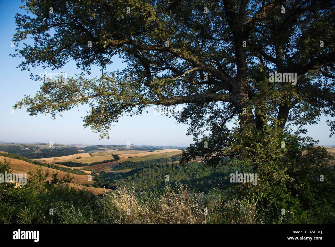 Large oak tree growing in Tuscany Italy with rolling hills in ...