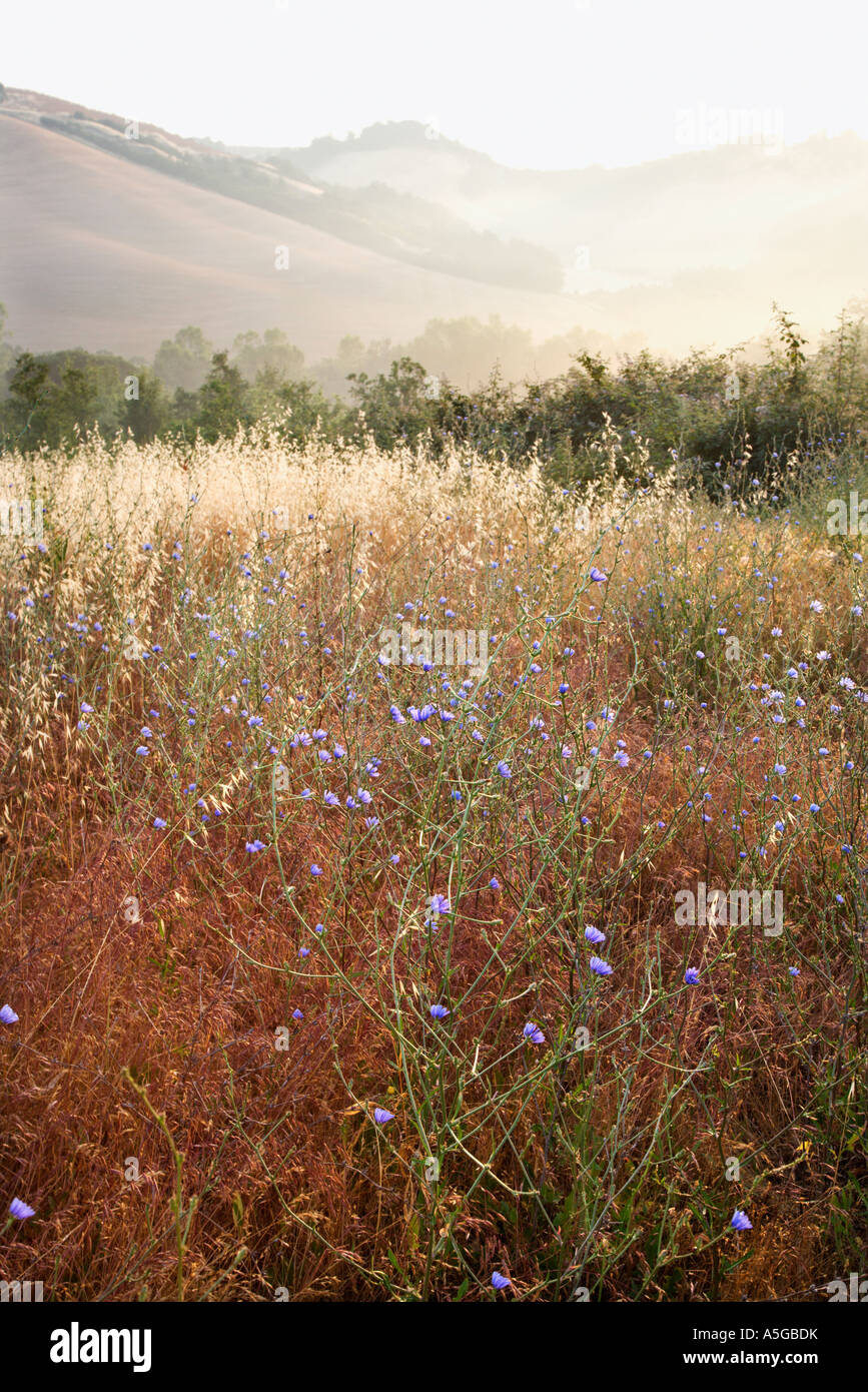 Field of chicory wildflowers and rolling hills in Tuscany Italy Stock ...