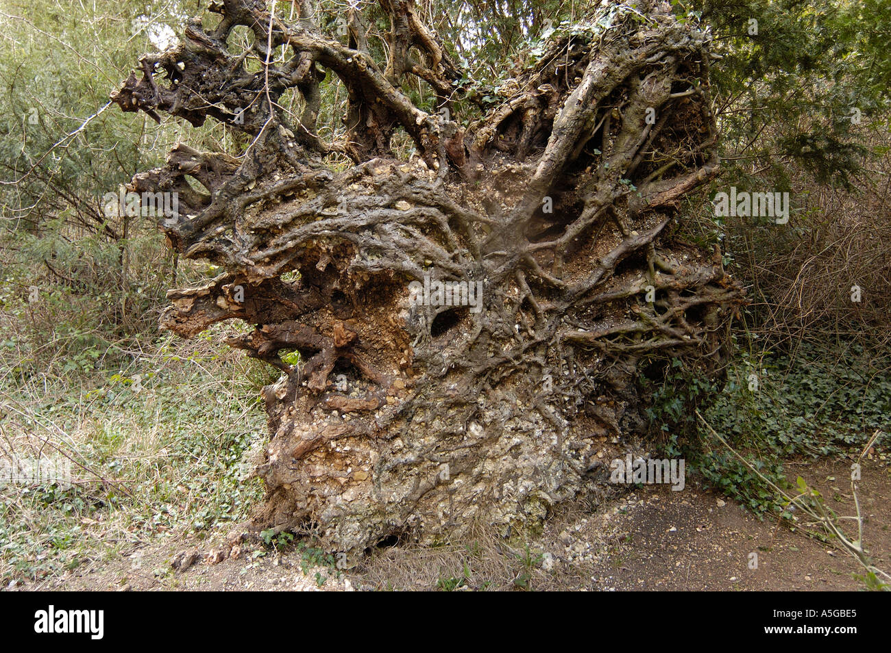 Gnarled roots of uprooted tree Stock Photo - Alamy