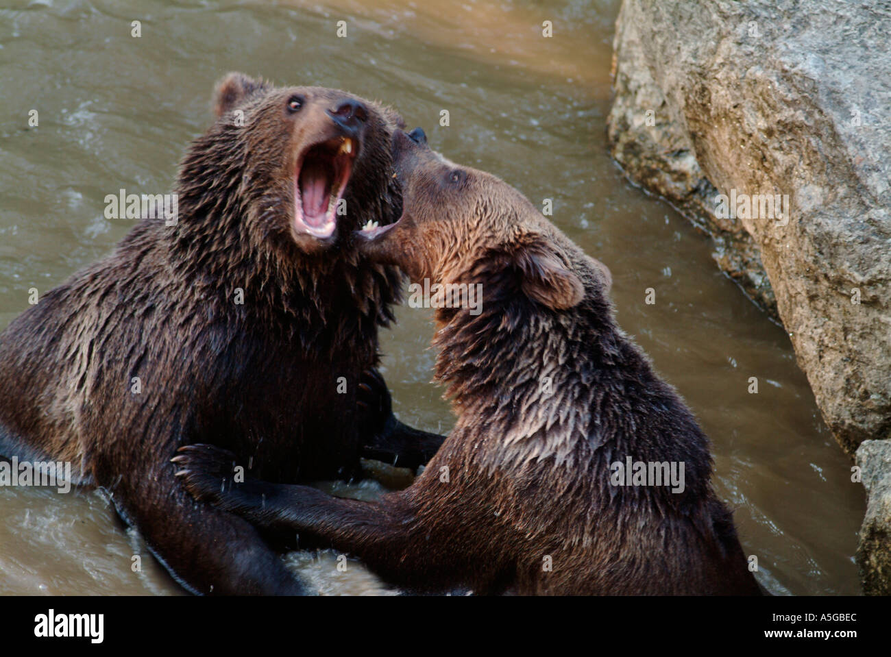 Two young 1 1 2 years old brown bear siblings Ursus arctos having a ...