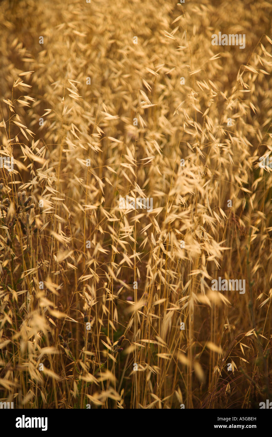 Oat plants growing in field in Tuscany Italy Stock Photo - Alamy