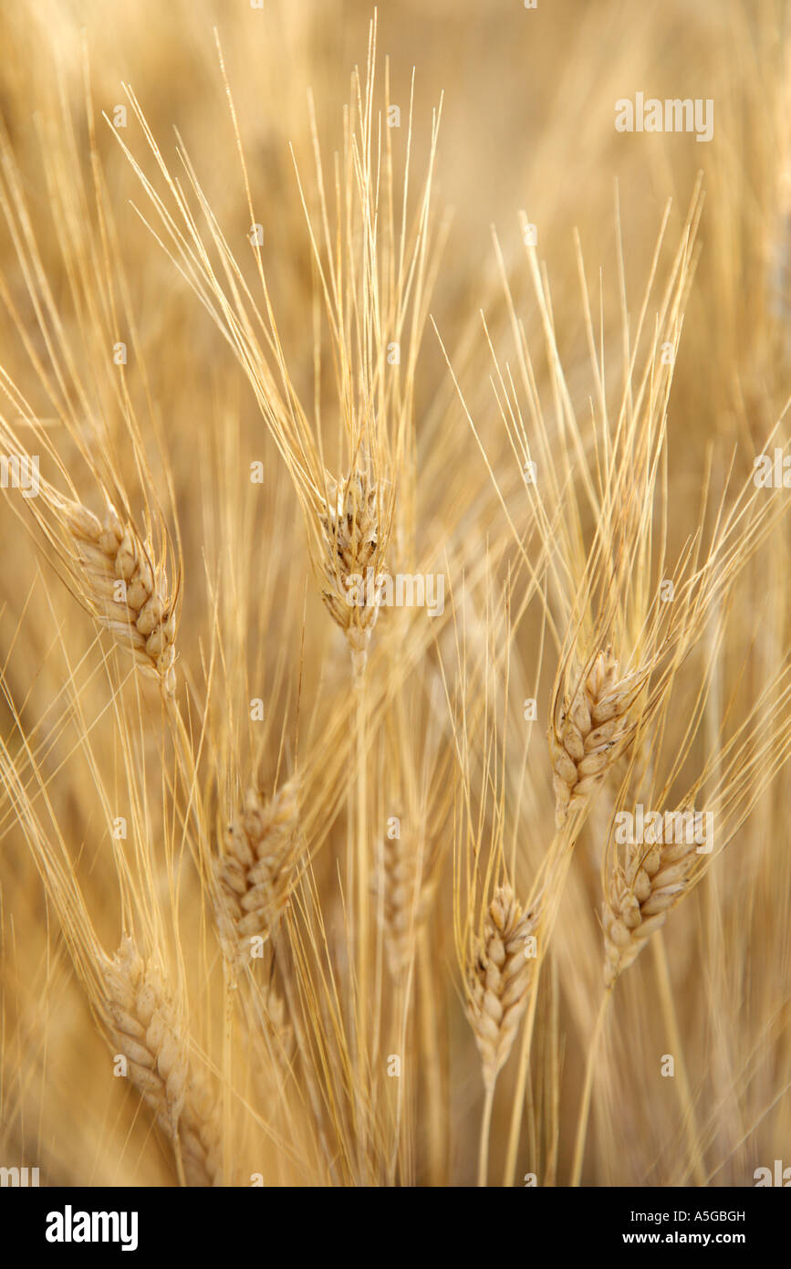 Field of wheat plants growing in Tuscany Italy Stock Photo - Alamy