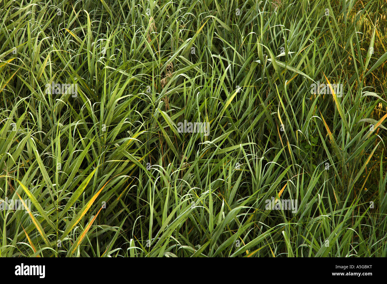 060624g0030 hi-res stock photography and images - Alamy