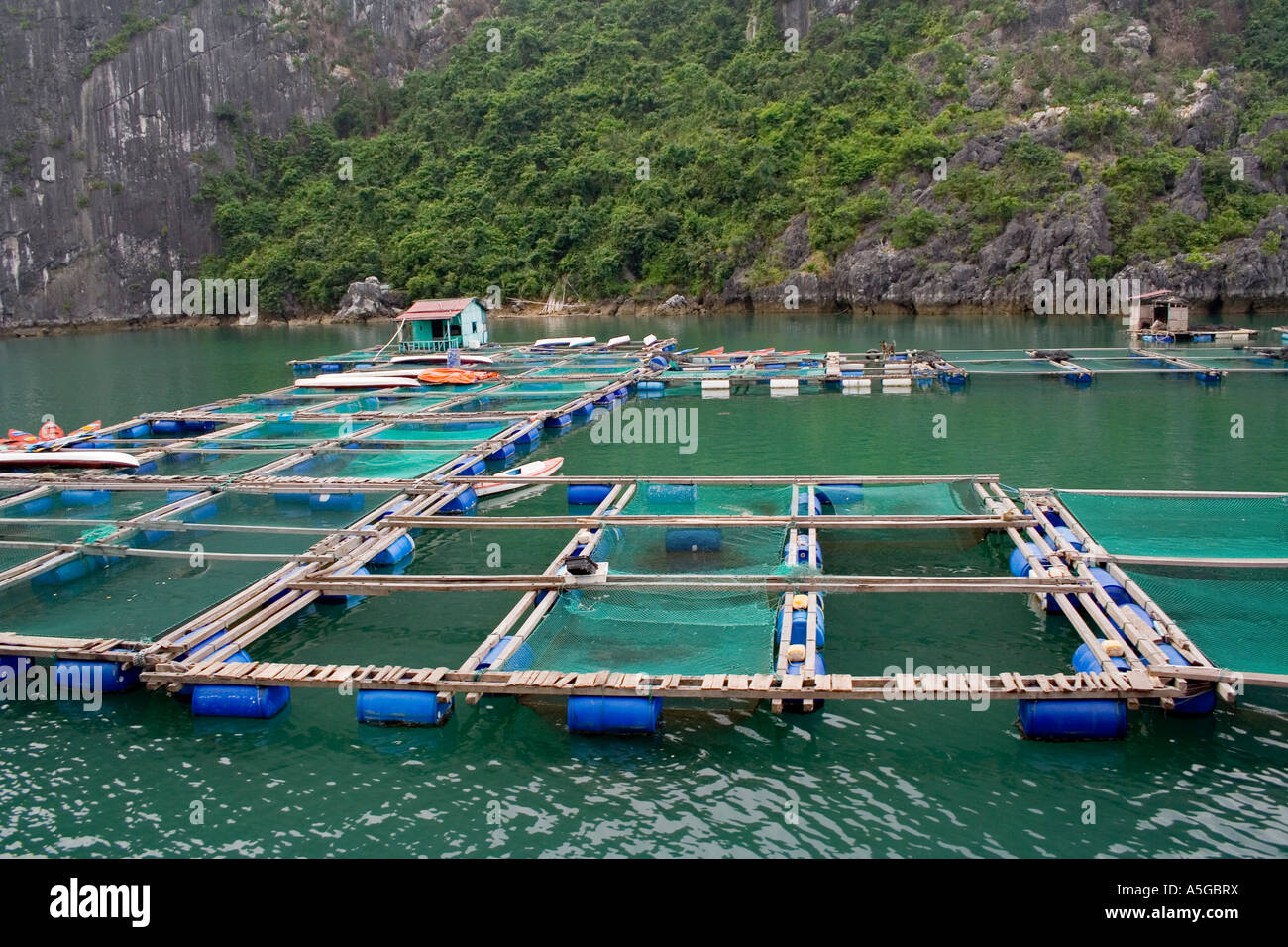 Vietnamese fish farming hi-res stock photography and images - Alamy