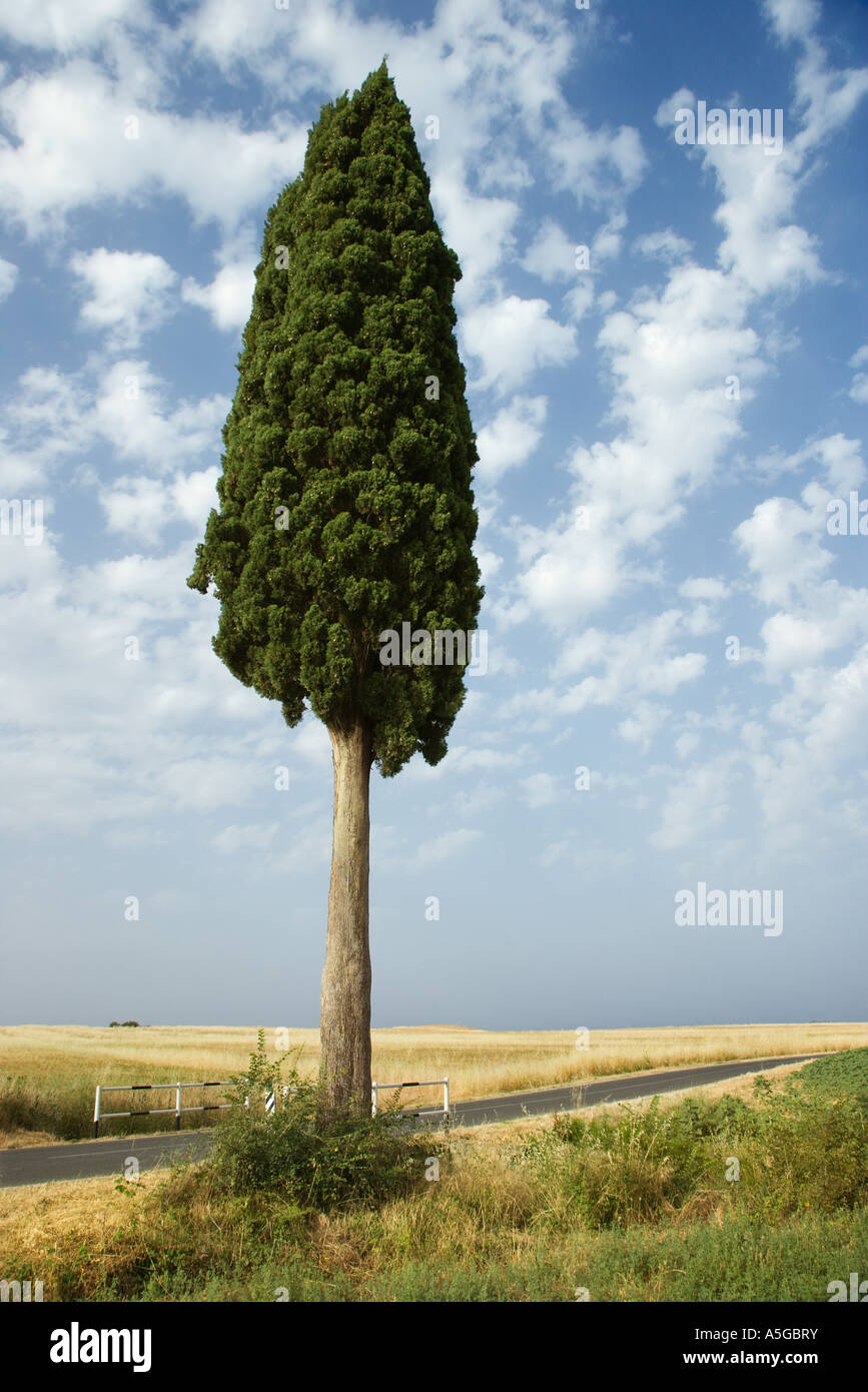 Cupressus sempervirens one hi-res stock photography and images - Alamy