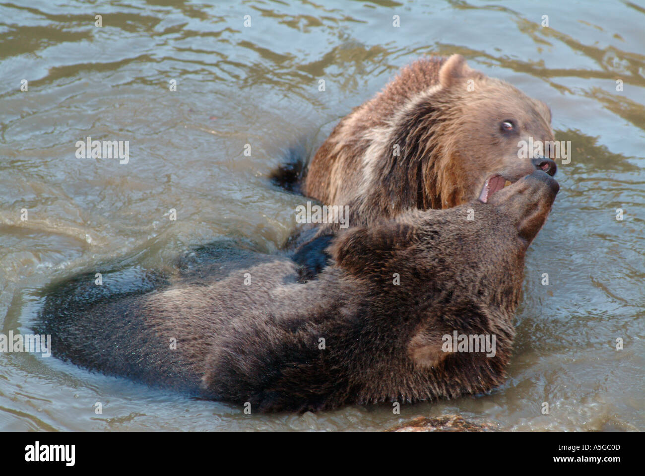 Two young 1 1 2 years old brown bear siblings Ursus arctos having a ...