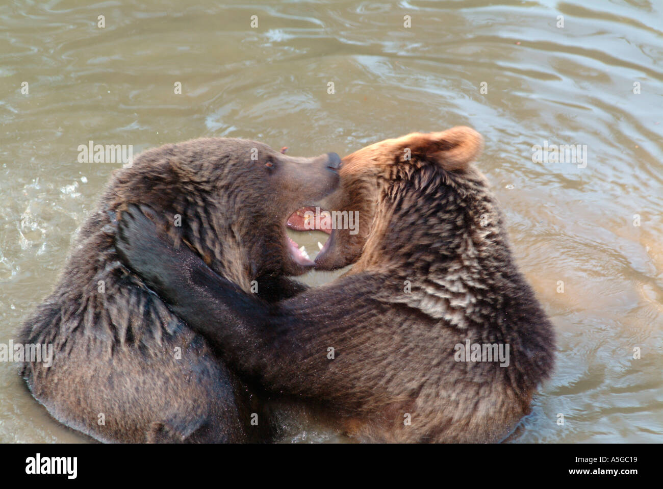 Two young 1 1 2 years old brown bear siblings Ursus arctos having a ...
