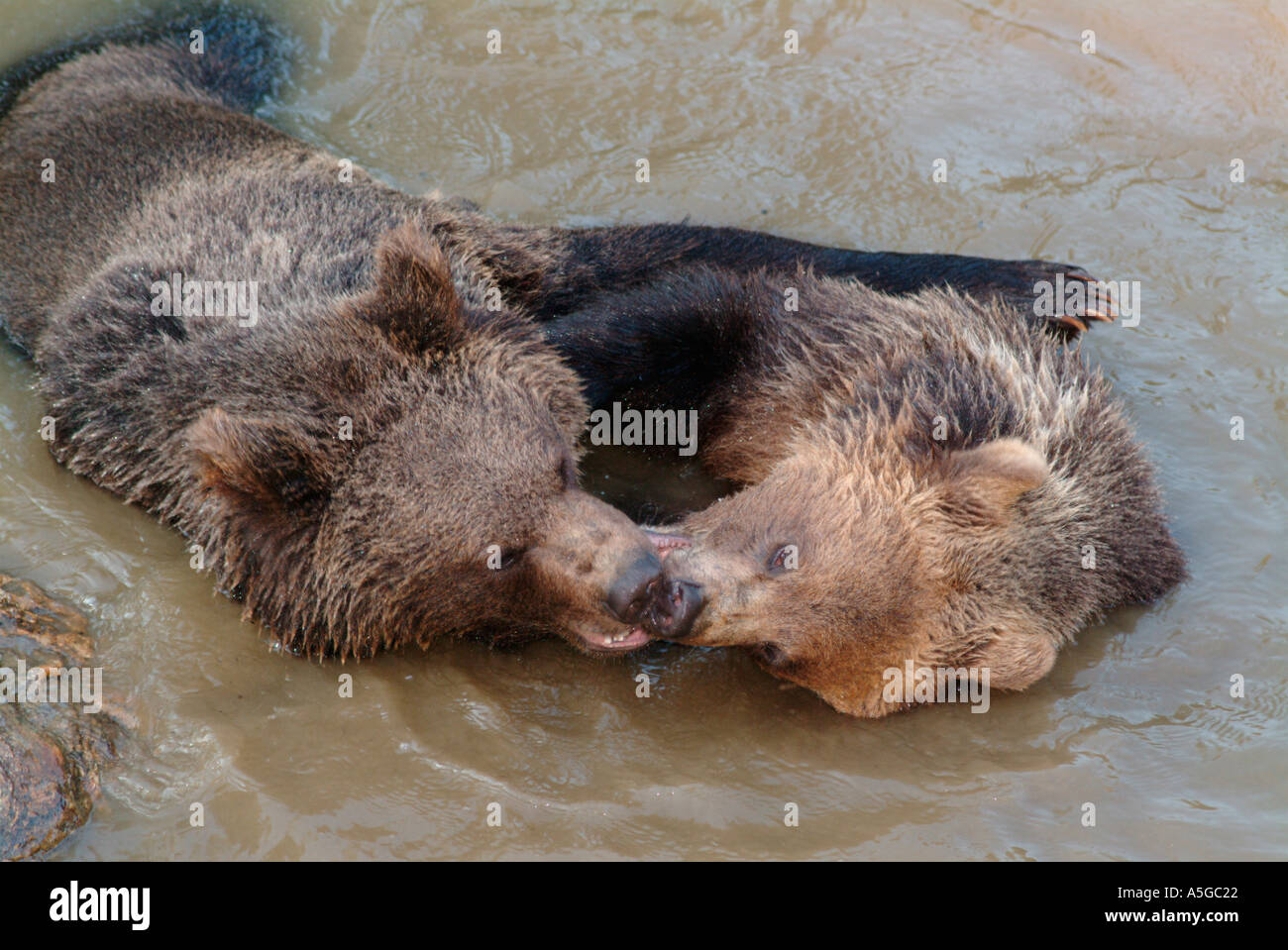 Siblings bathing together hi-res stock photography and images - Alamy