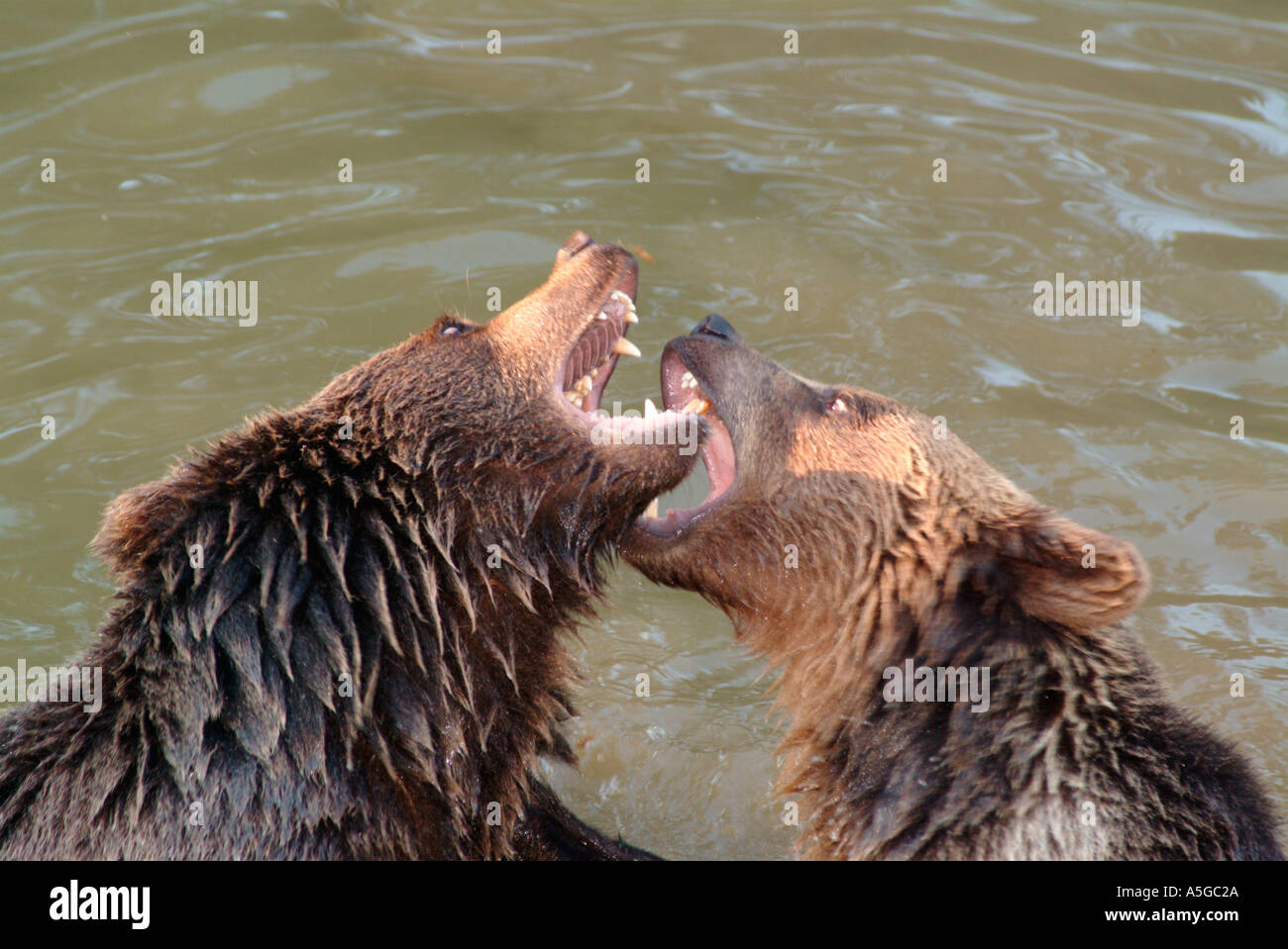 Two young 1 1 2 years old brown bear siblings Ursus arctos having a ...