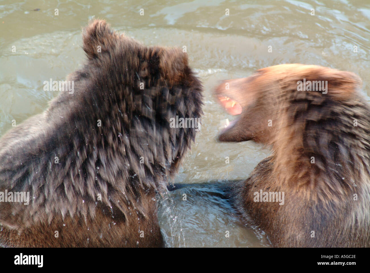Two young 1 1 2 years old brown bear siblings Ursus arctos having a ...