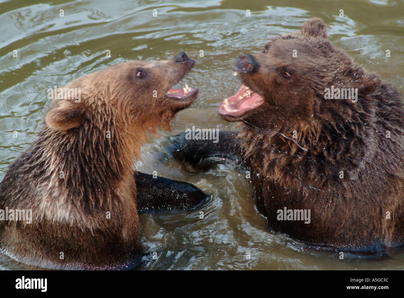 Two young 1 1 2 years old brown bear siblings Ursus arctos having a ...