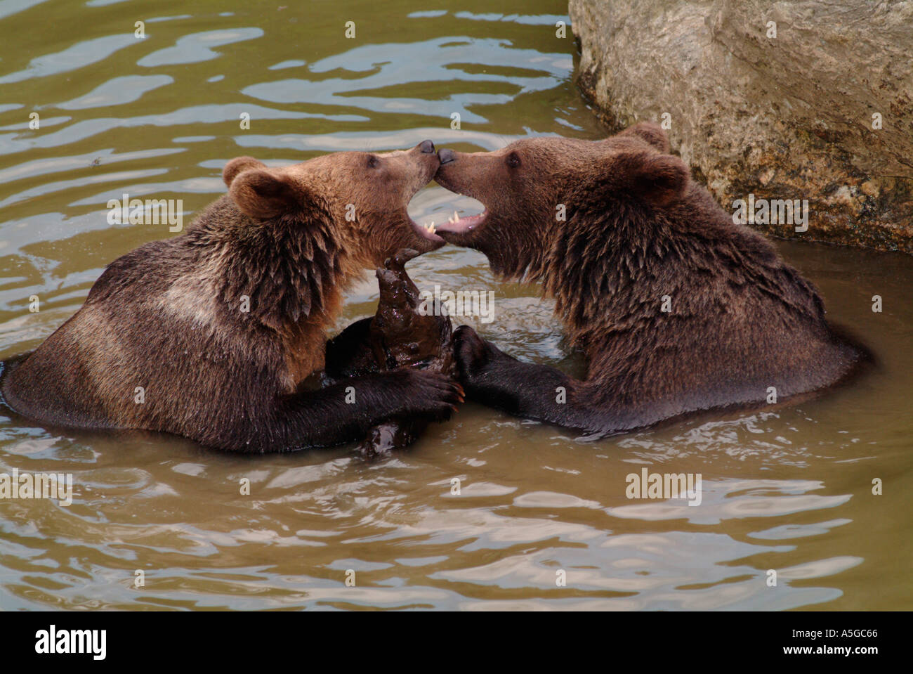 Two young 1 1 2 years old brown bear siblings Ursus arctos having a ...