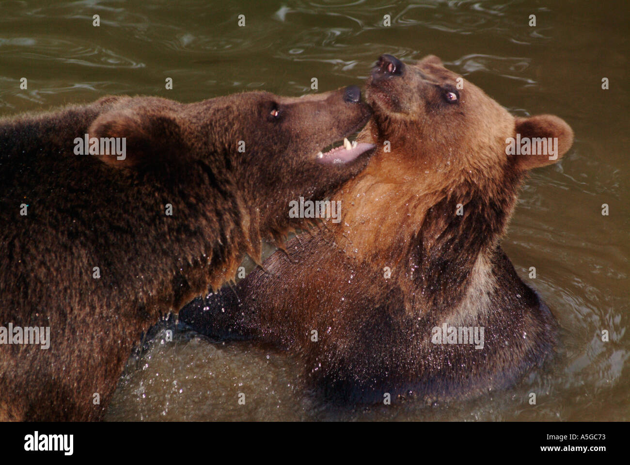Two young 1 1 2 years old brown bear siblings Ursus arctos having a ...