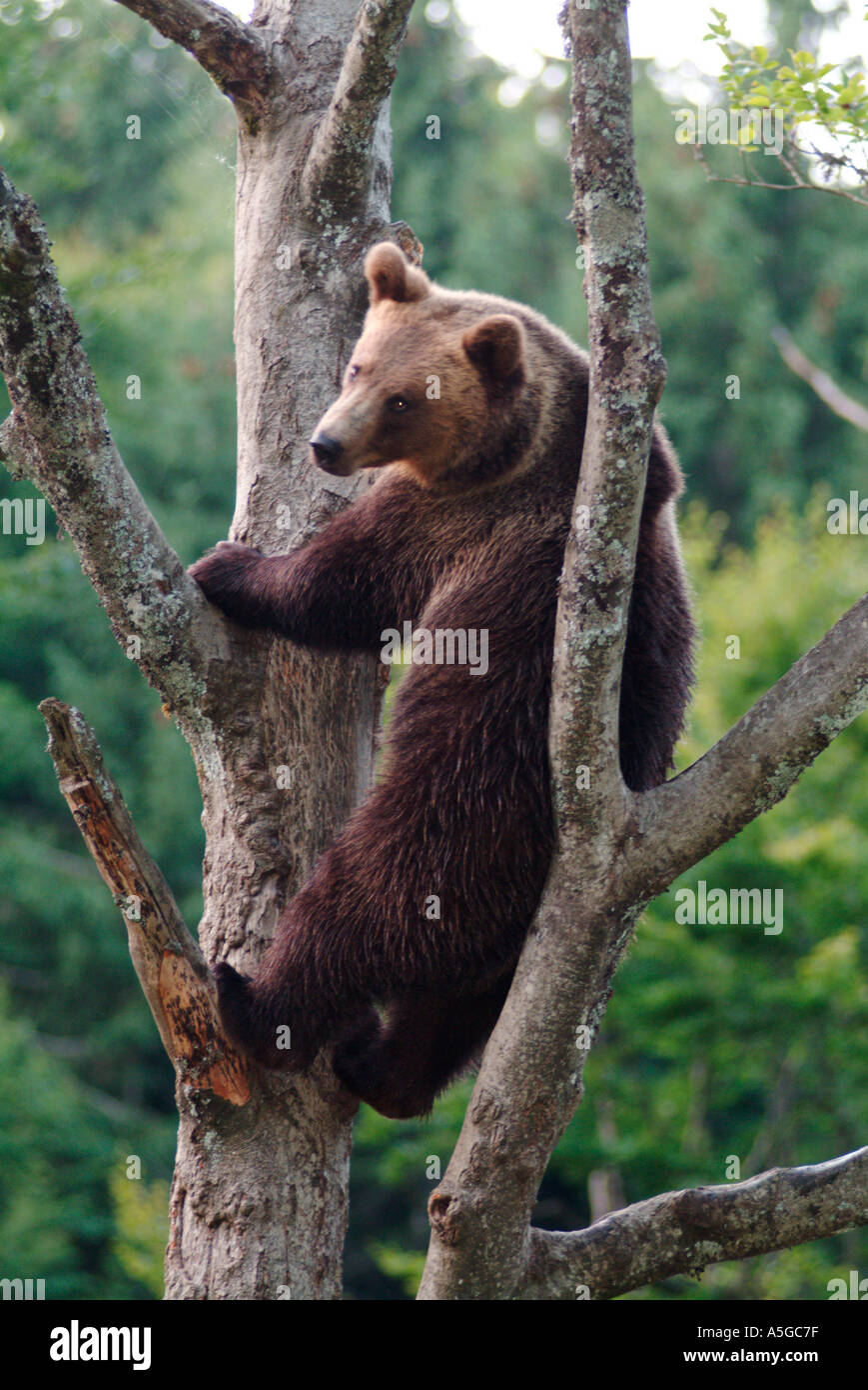 young brown bear Ursus arctos climbing a beech tree Fagus sylvatica ...