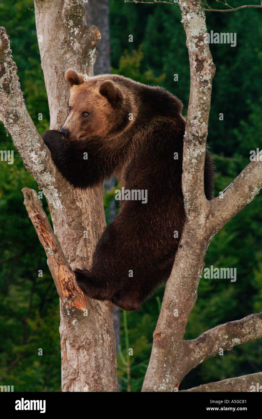 young brown bear Ursus arctos climbing a beech tree Fagus sylvatica ...