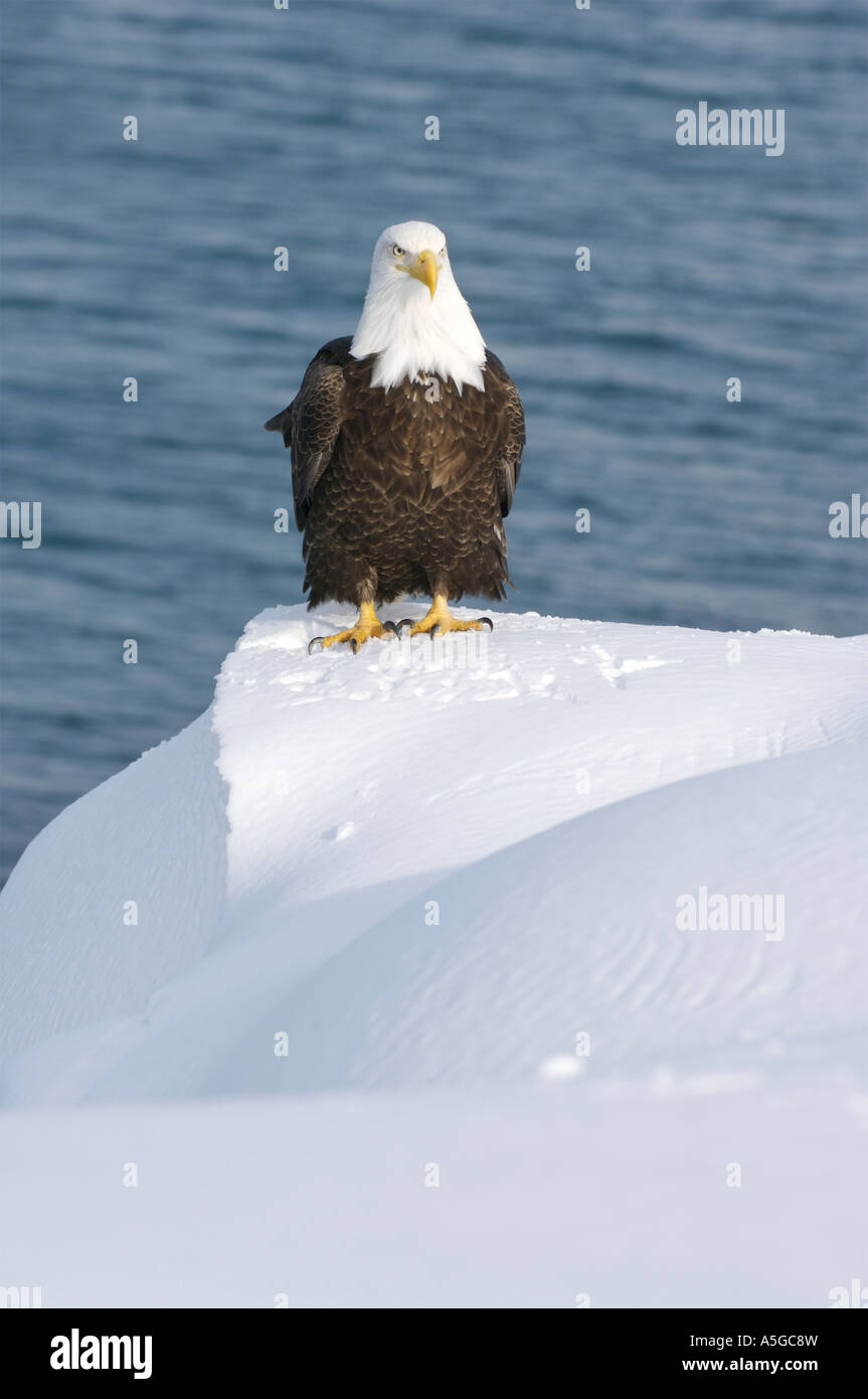 Vertical image of a bald eagle looking into camera, standing still over ...