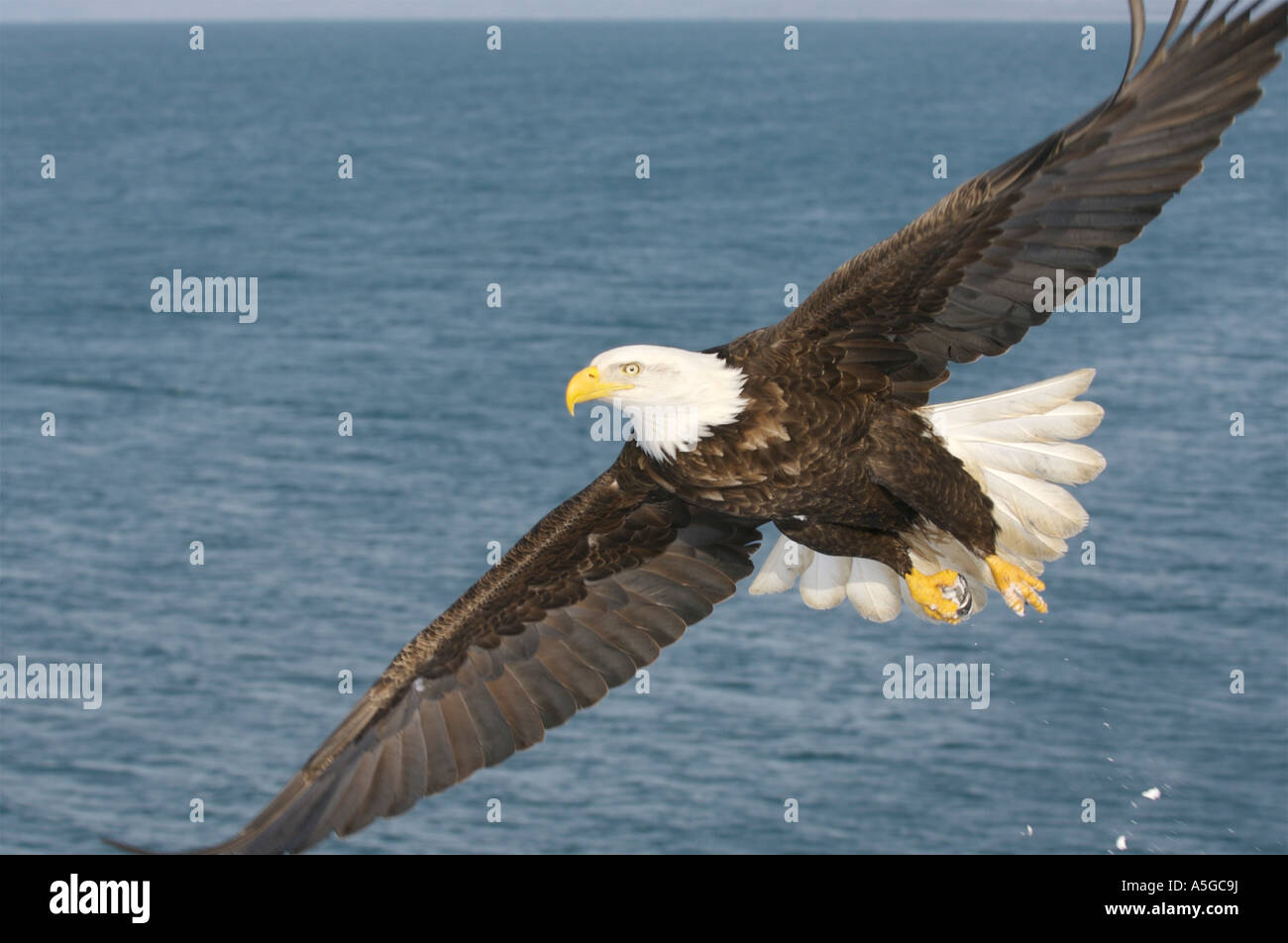 Rising eagle hi-res stock photography and images - Alamy