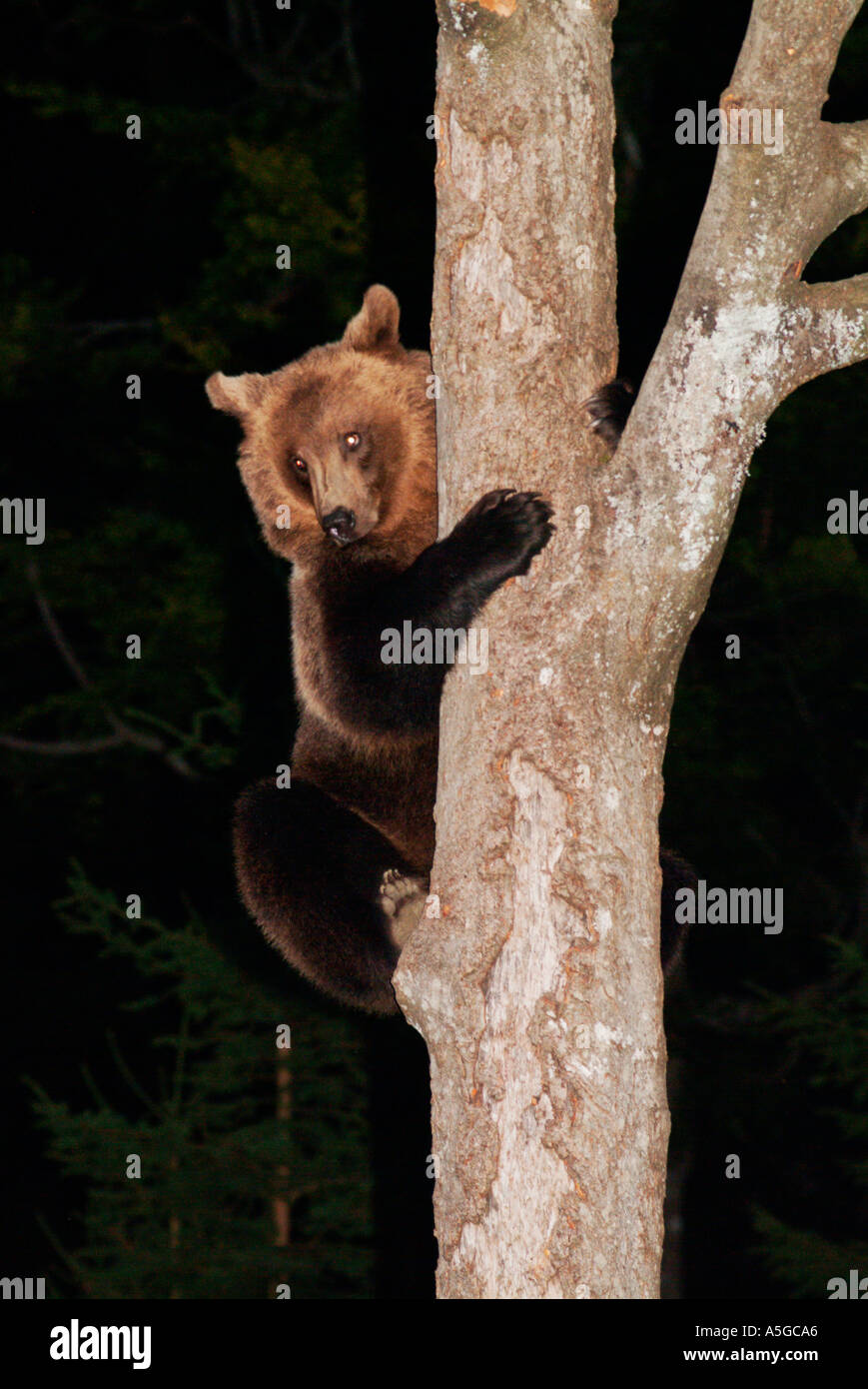 young brown bear Ursus arctos climbing a beech tree Fagus sylvatica ...