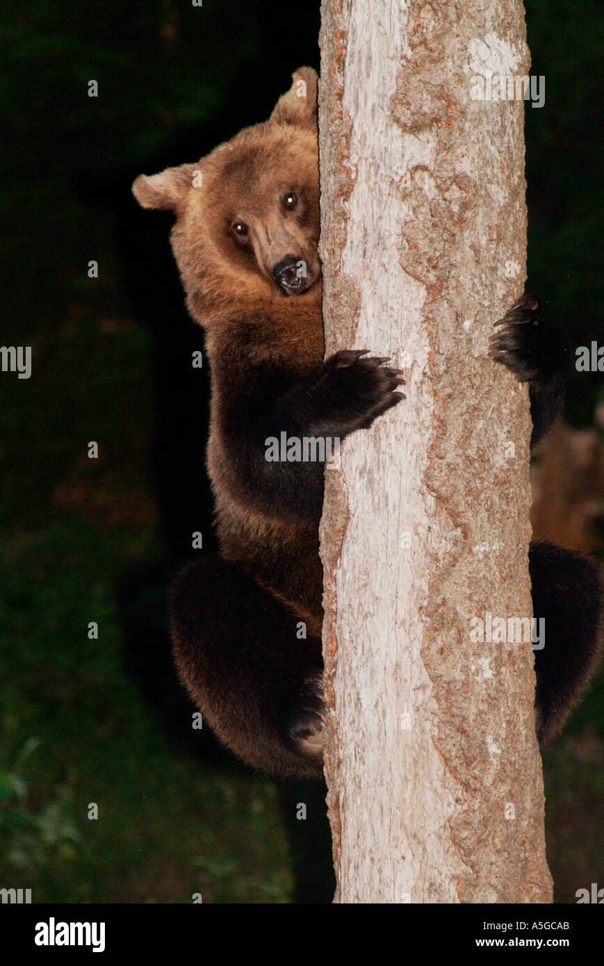 young brown bear Ursus arctos climbing a beech tree Fagus sylvatica ...