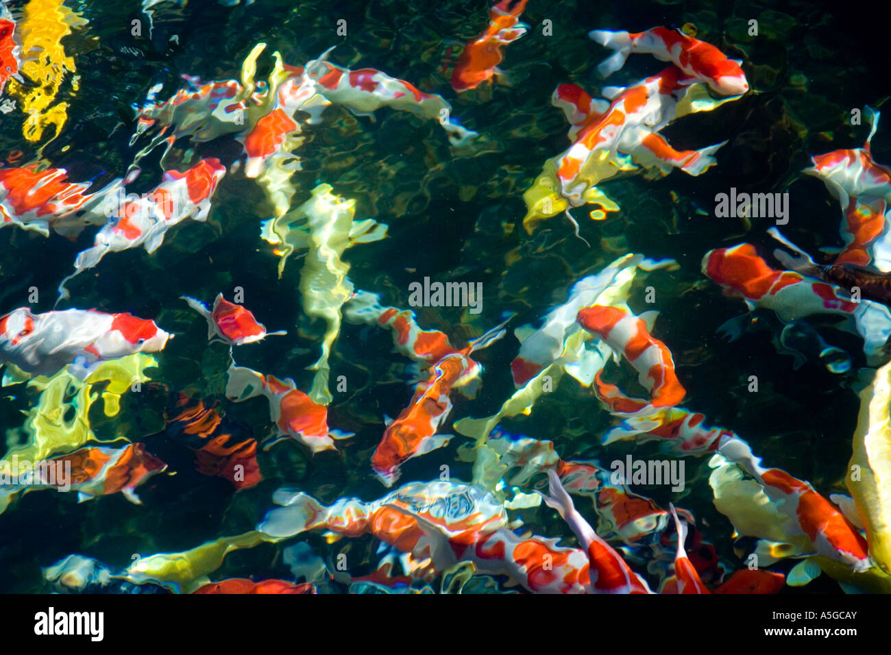 Lin fish hi-res stock photography and images - Alamy