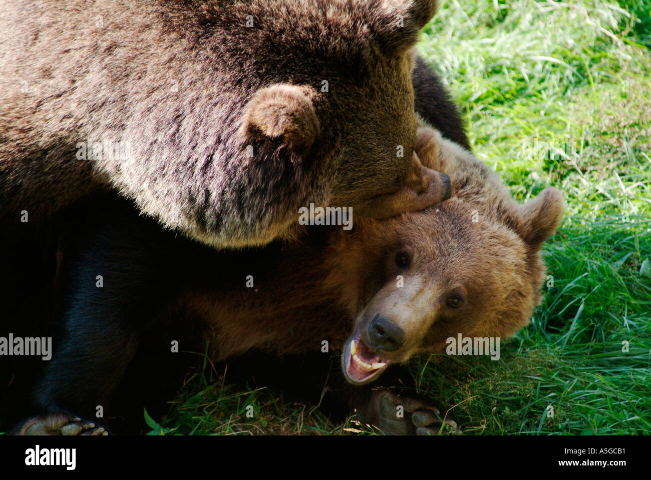 Two young 1 1 2 years old brown bear siblings Ursus arctos having a ...