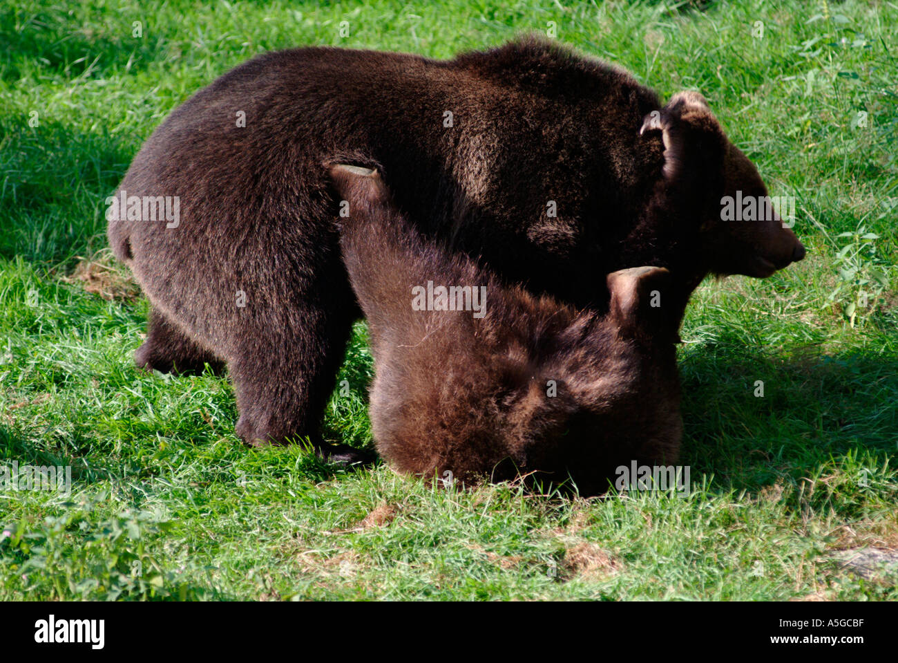 Two young 1 1 2 years old brown bear siblings Ursus arctos having a ...