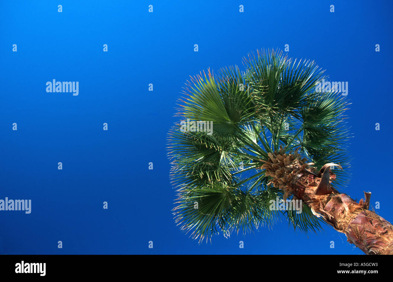 Palm tree and blue skies Sharm el Sheikh Straits of Tiran Sinai Egypt ...