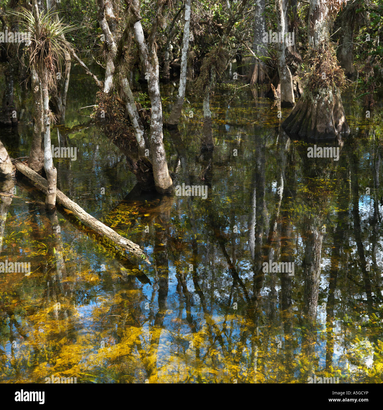 Wetland of Everglades National Park Florida USA Stock Photo - Alamy
