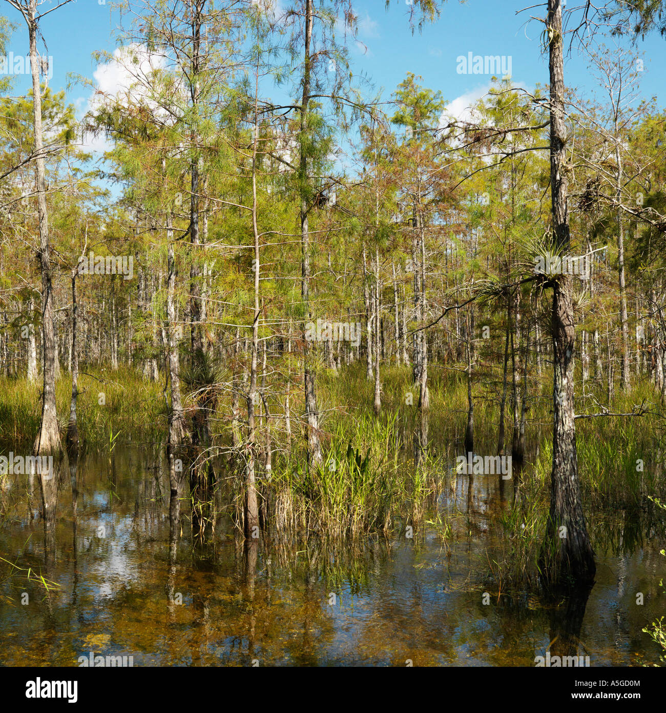Wetland of Everglades National Park Florida USA Stock Photo - Alamy