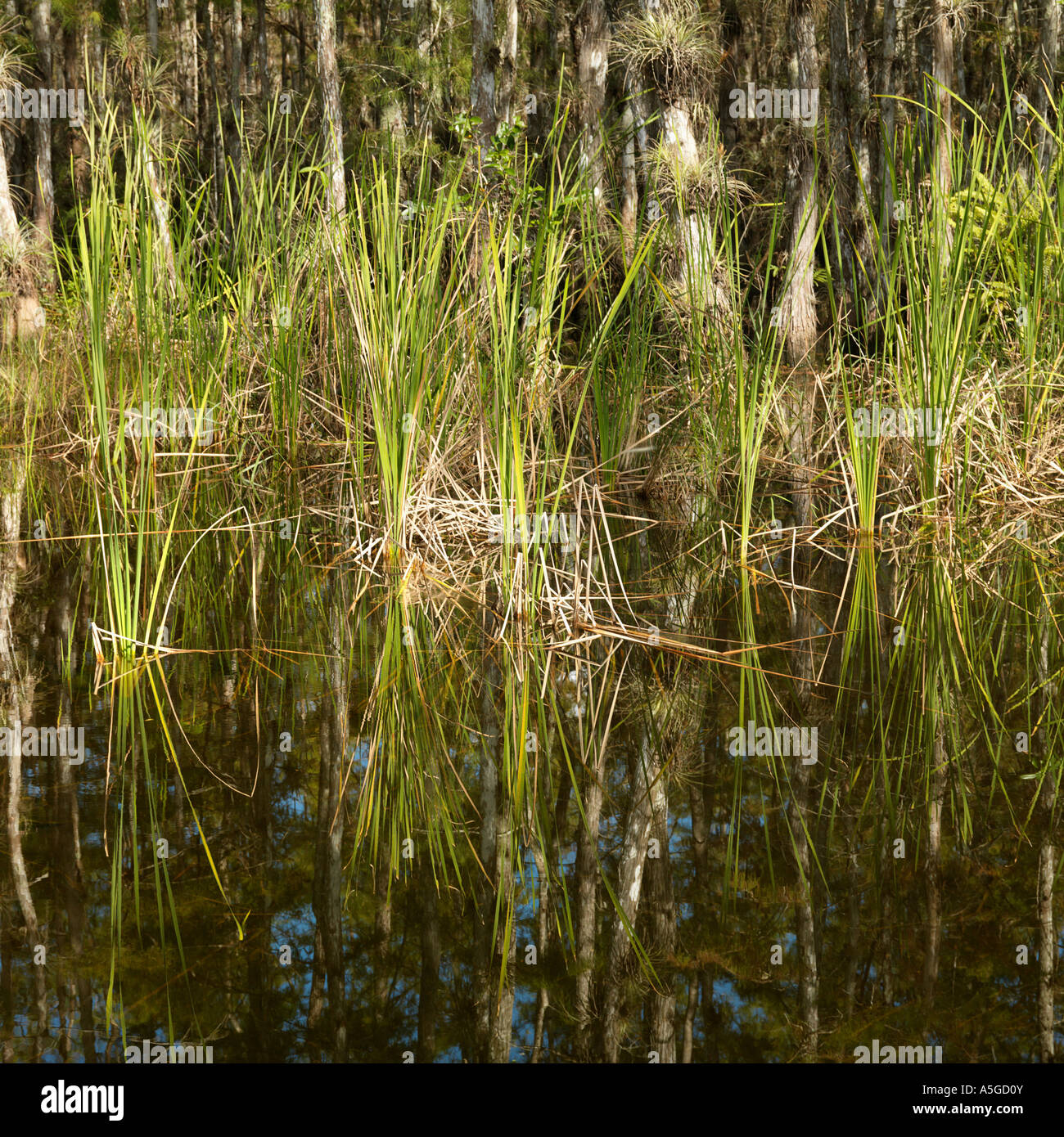 Wetland of Everglades National Park Florida USA Stock Photo - Alamy
